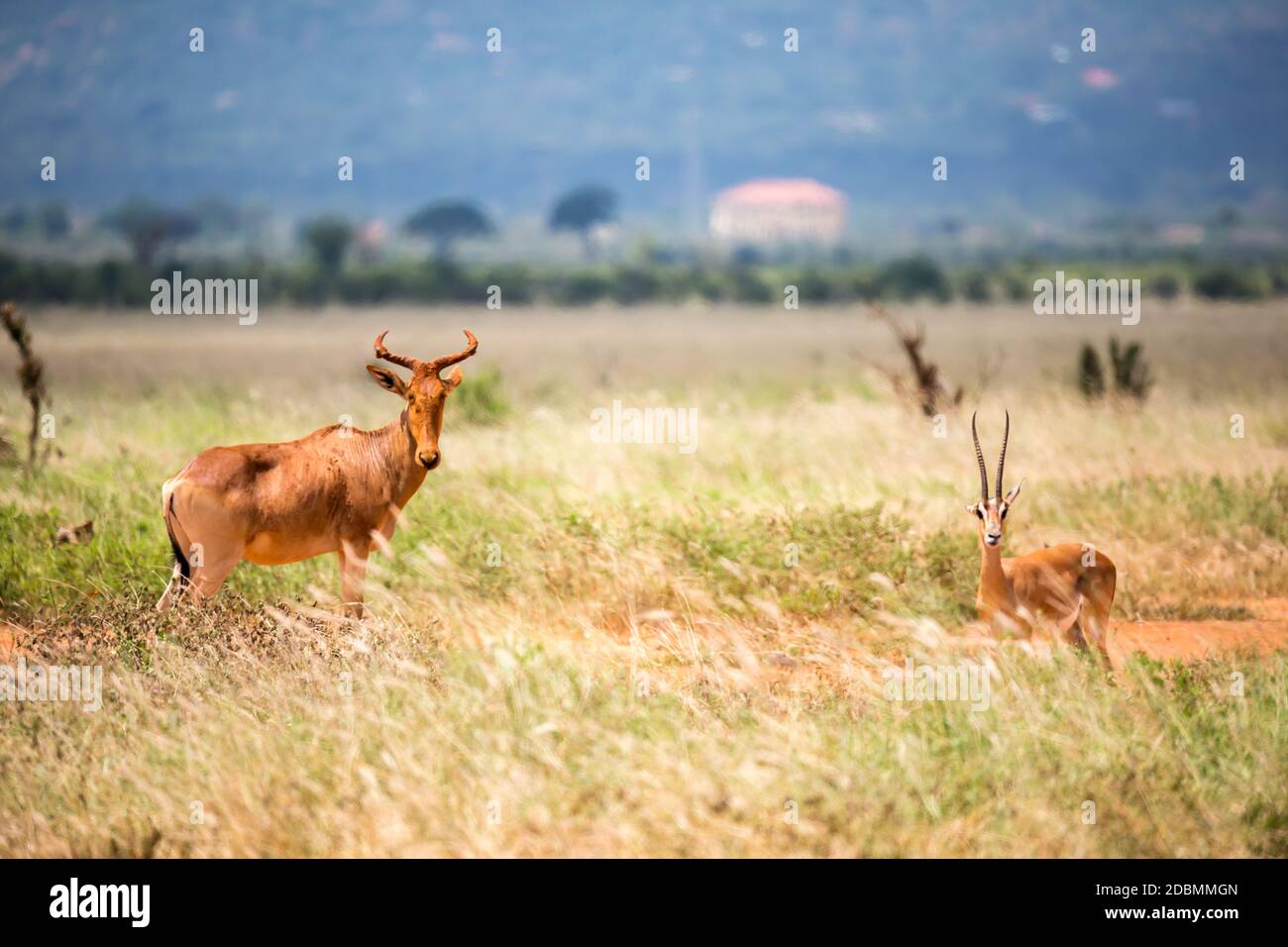 Antelope in the grassland of the savannah in Kenya Stock Photo - Alamy