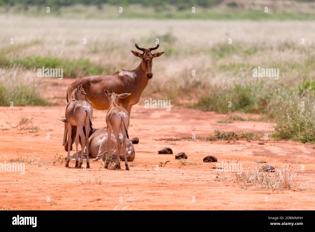 The family of Topi antelopes in the Kenyan savannah Stock Photo - Alamy