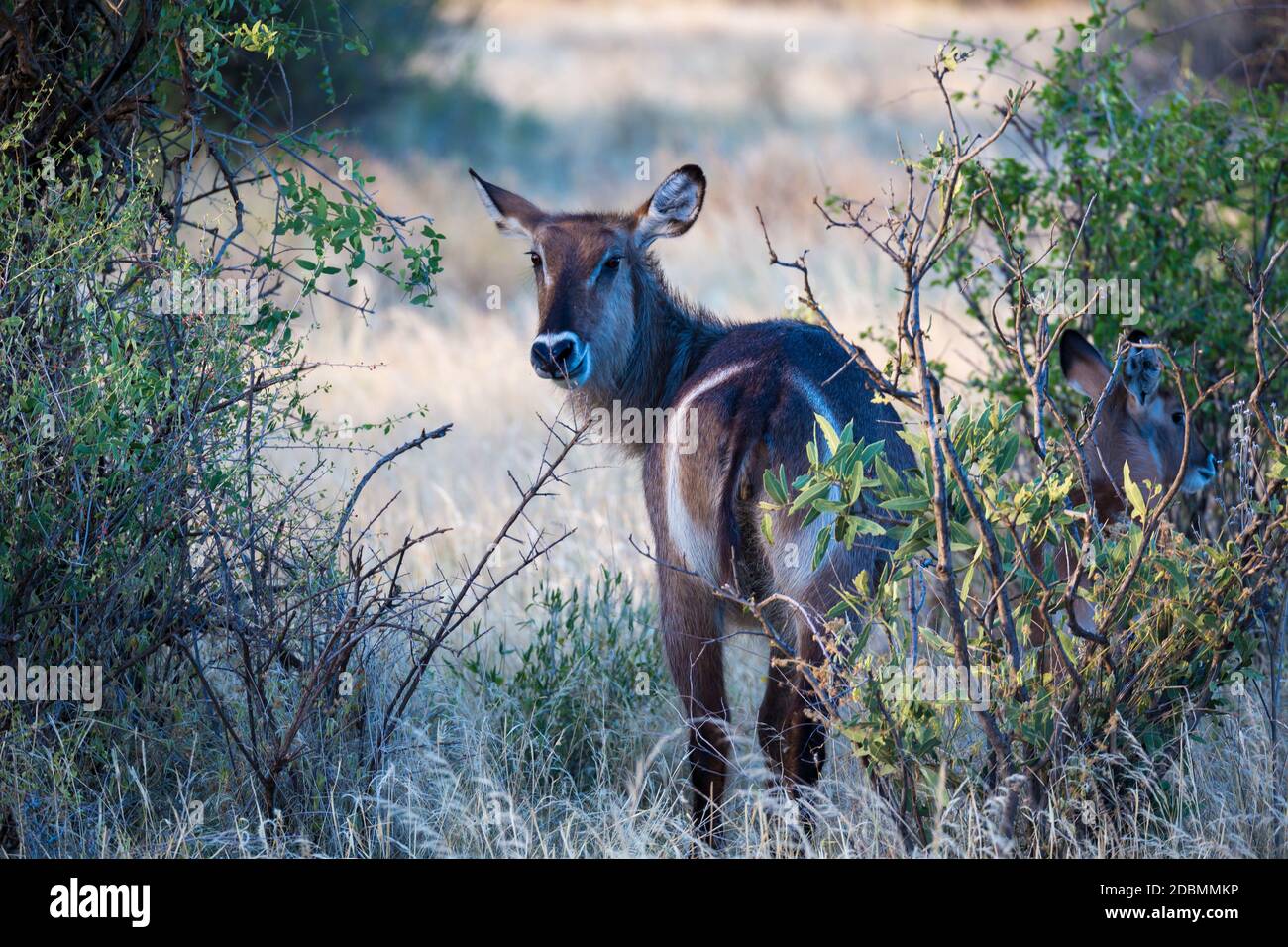 A native species of antelope in the meadow Stock Photo - Alamy
