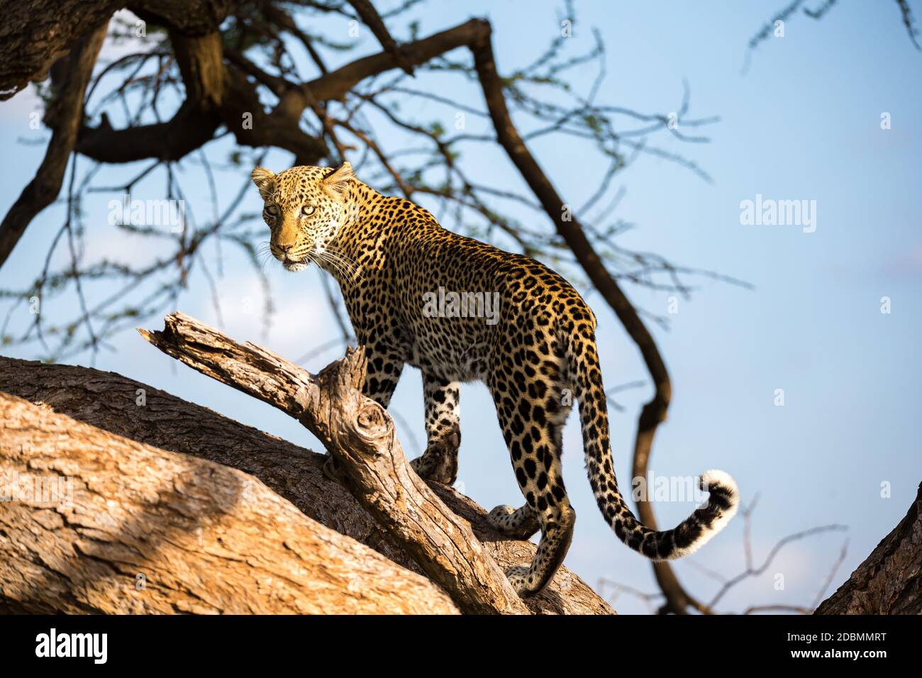 One leopard is walking up and down the tree on its branches Stock Photo ...