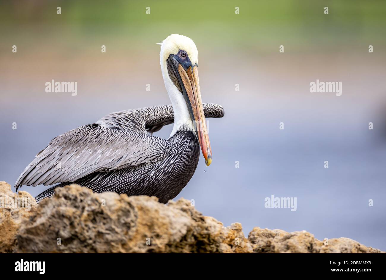A pelican in Florida Stock Photo - Alamy
