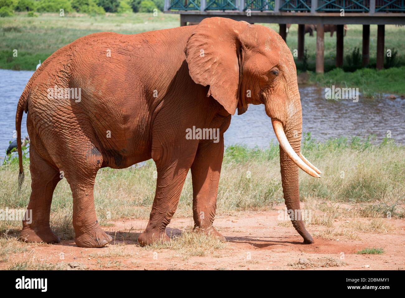 One big red elephant is walking near the waterhole Stock Photo - Alamy