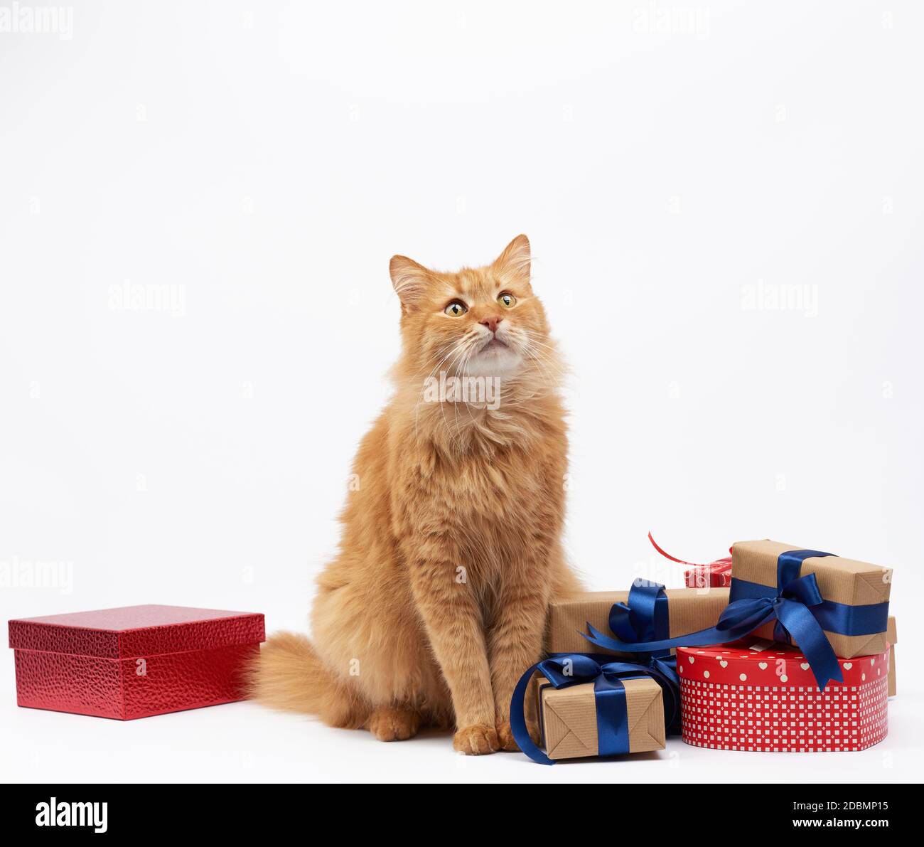 funny adult ginger cat sitting in the middle of boxes wrapped in brown ...