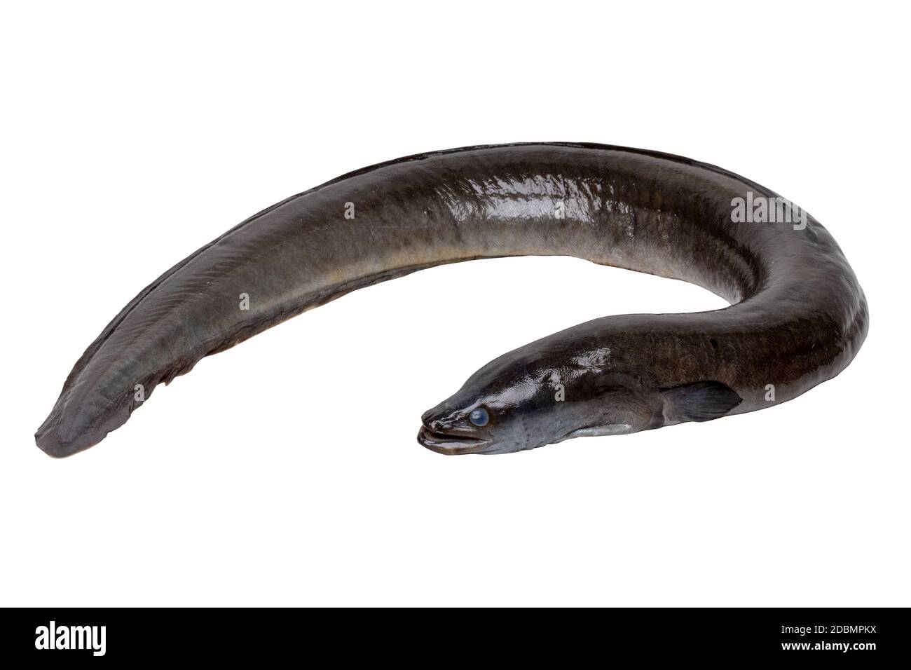 European eel closeup Cut Out Stock Images & Pictures - Alamy