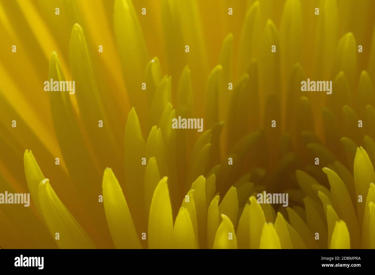 Chrysanthemums flowers mums plants hi-res stock photography and images ...
