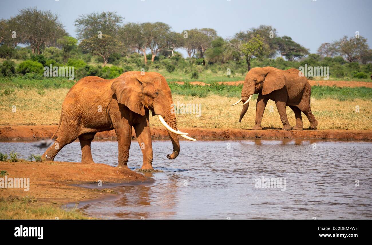 The family of red elephants at a water hole in the middle of the ...