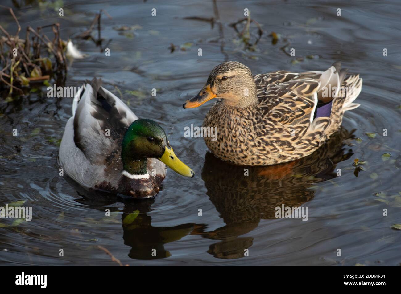 Pair of mallards male and female hi-res stock photography and images ...