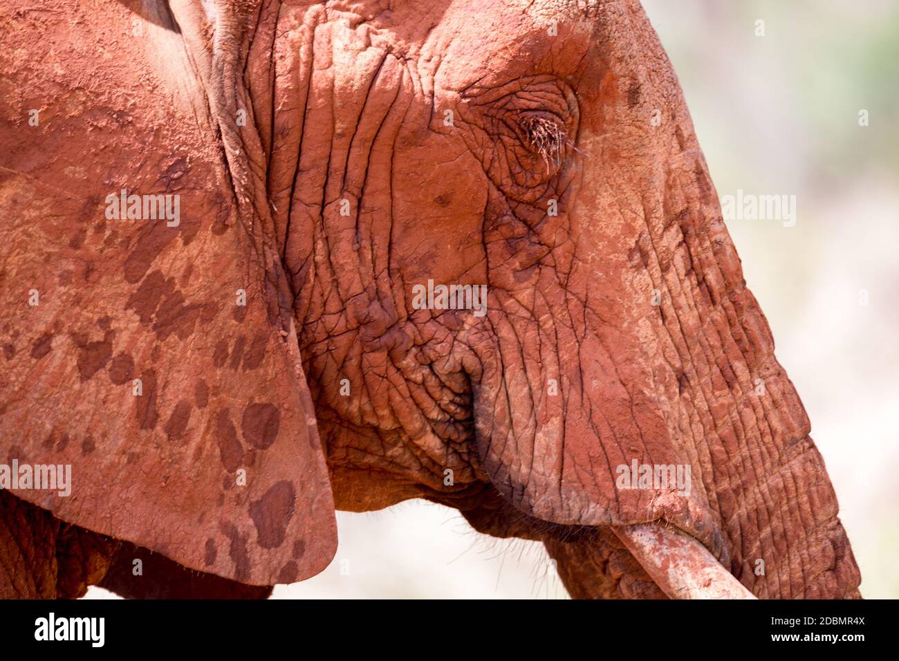 The face of one big red elephant Stock Photo - Alamy