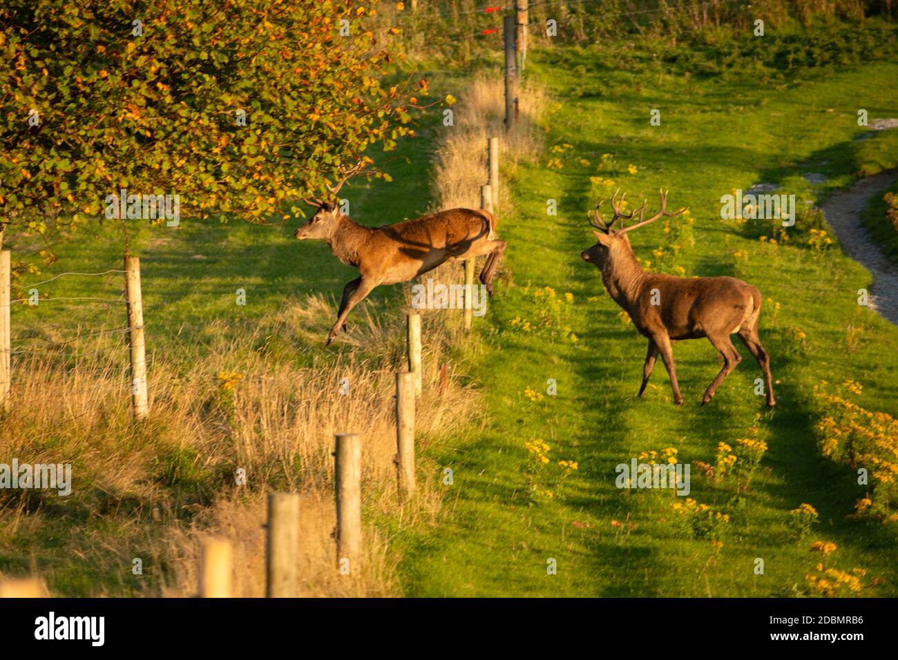 Colorful forest killarney national park hi-res stock photography and ...