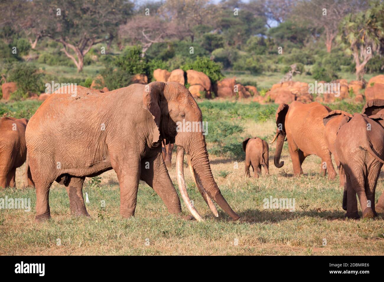 The large family of red elephants on their way through the Kenyan ...