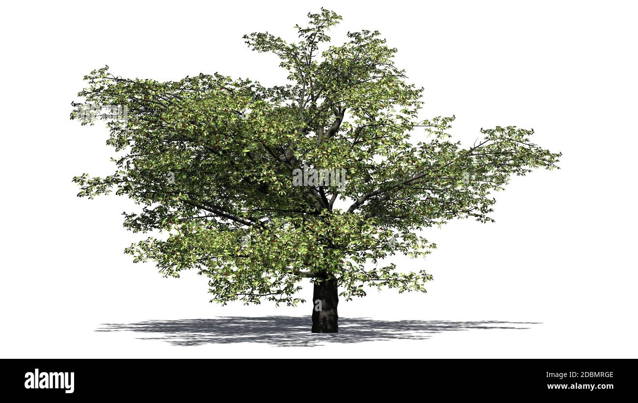 Cherry tree - isolated on white background Stock Photo - Alamy