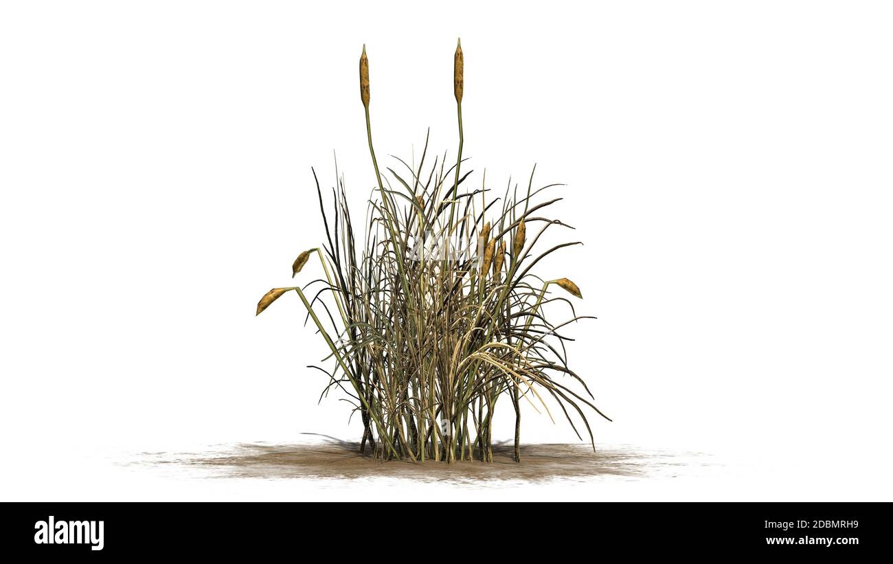 Cattail in fall - isolated on white background Stock Photo - Alamy