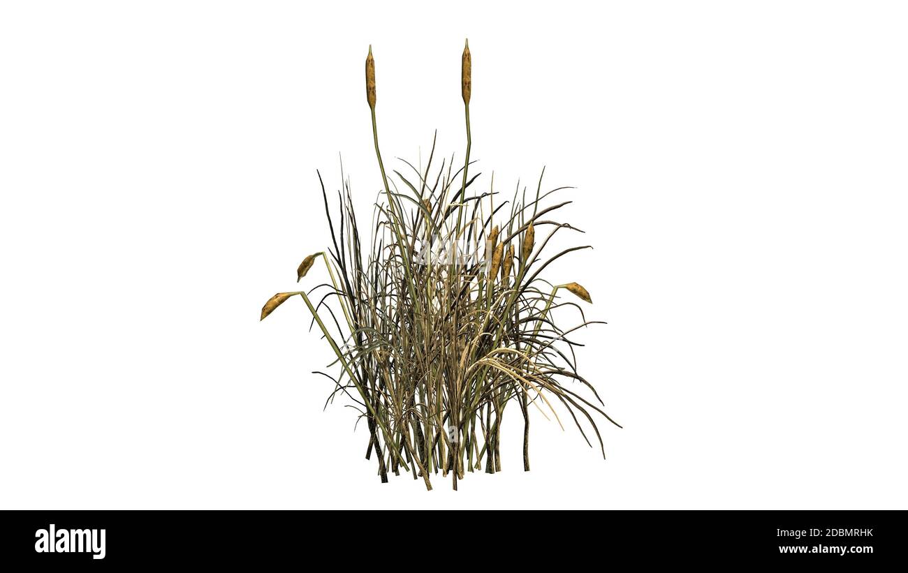Cattail in fall - isolated on white background Stock Photo - Alamy
