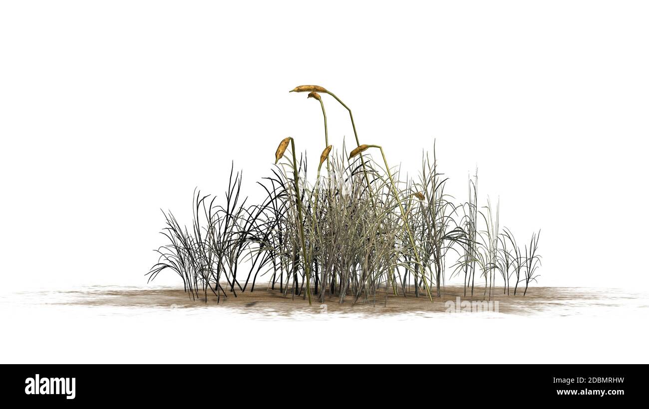 Cattail cluster in autumn - isolated on white background Stock Photo ...