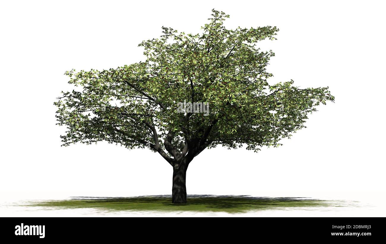 Cherry tree - isolated on white background Stock Photo - Alamy