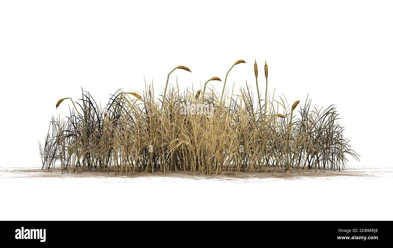 Cattail cluster in fall - isolated on white background Stock Photo - Alamy