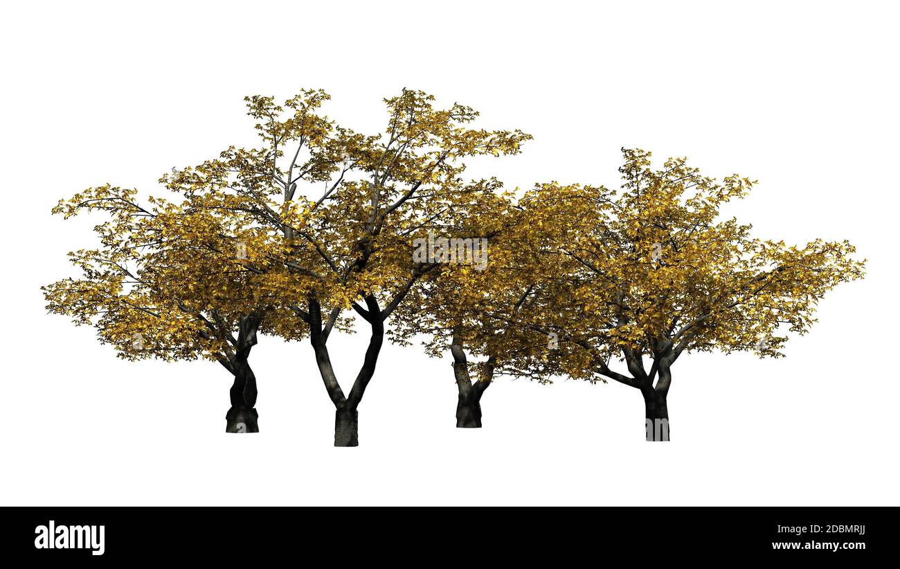 Cherry tree cluster in autumn - isolated on white background Stock ...