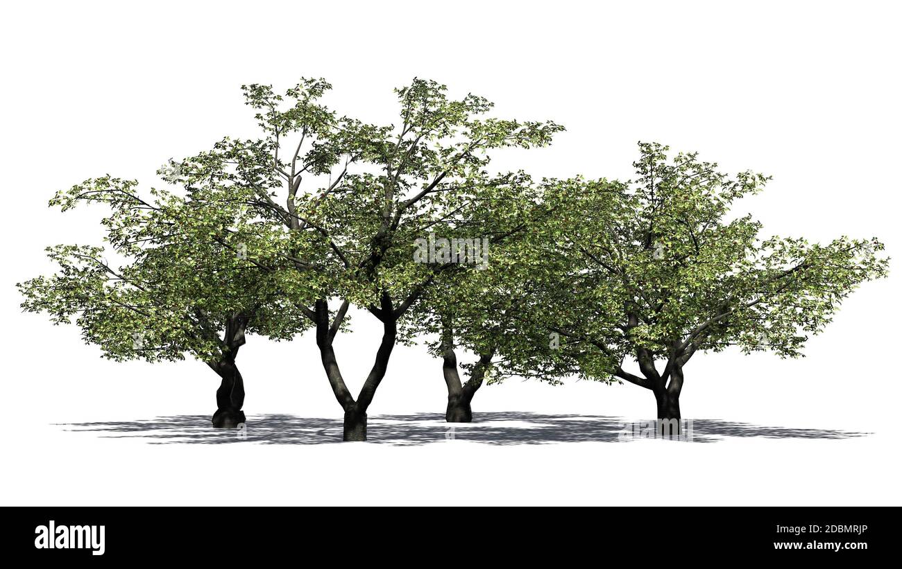 Cherry tree cluster - isolated on white background Stock Photo - Alamy