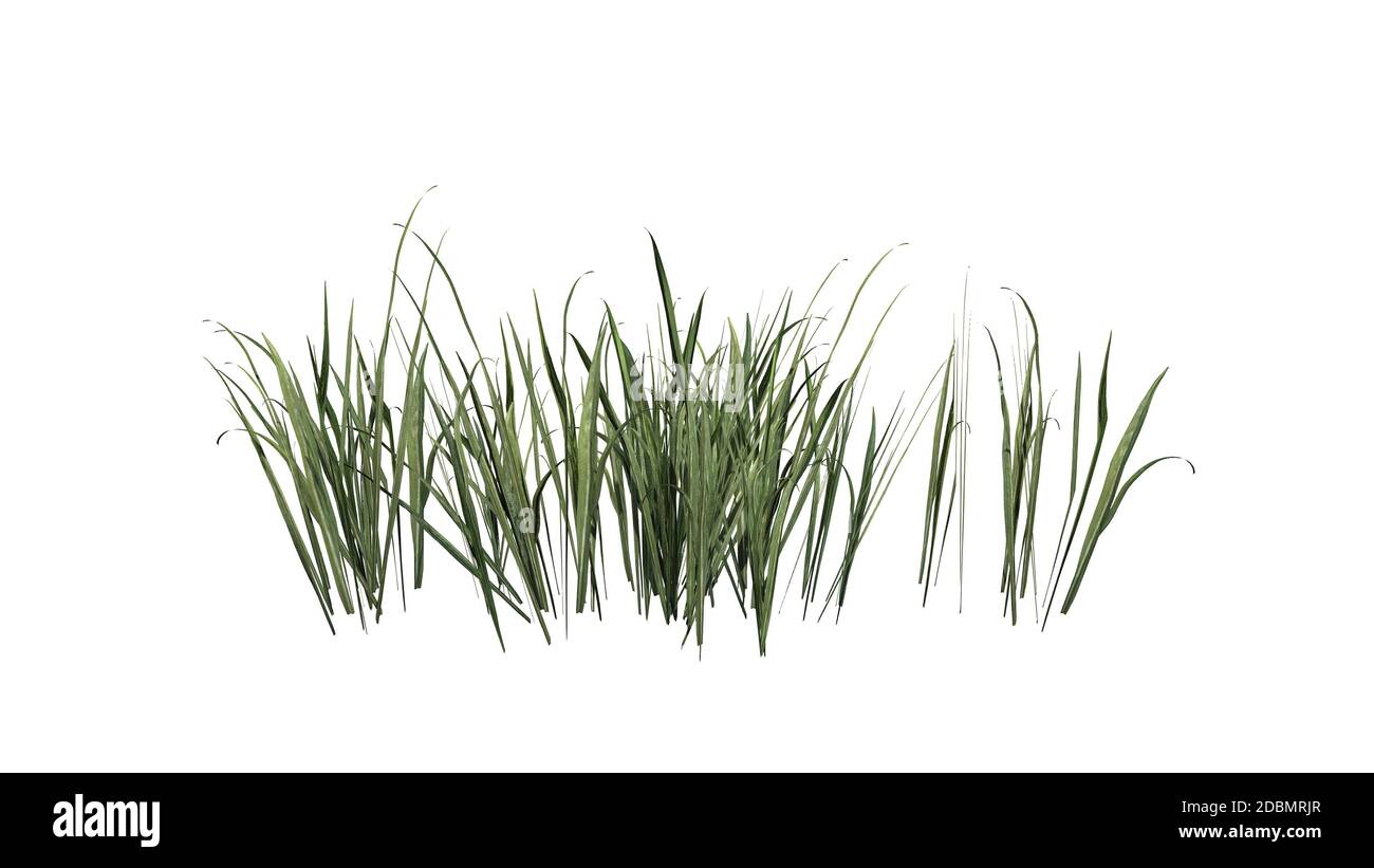 Garden grass summer Cut Out Stock Images & Pictures - Alamy