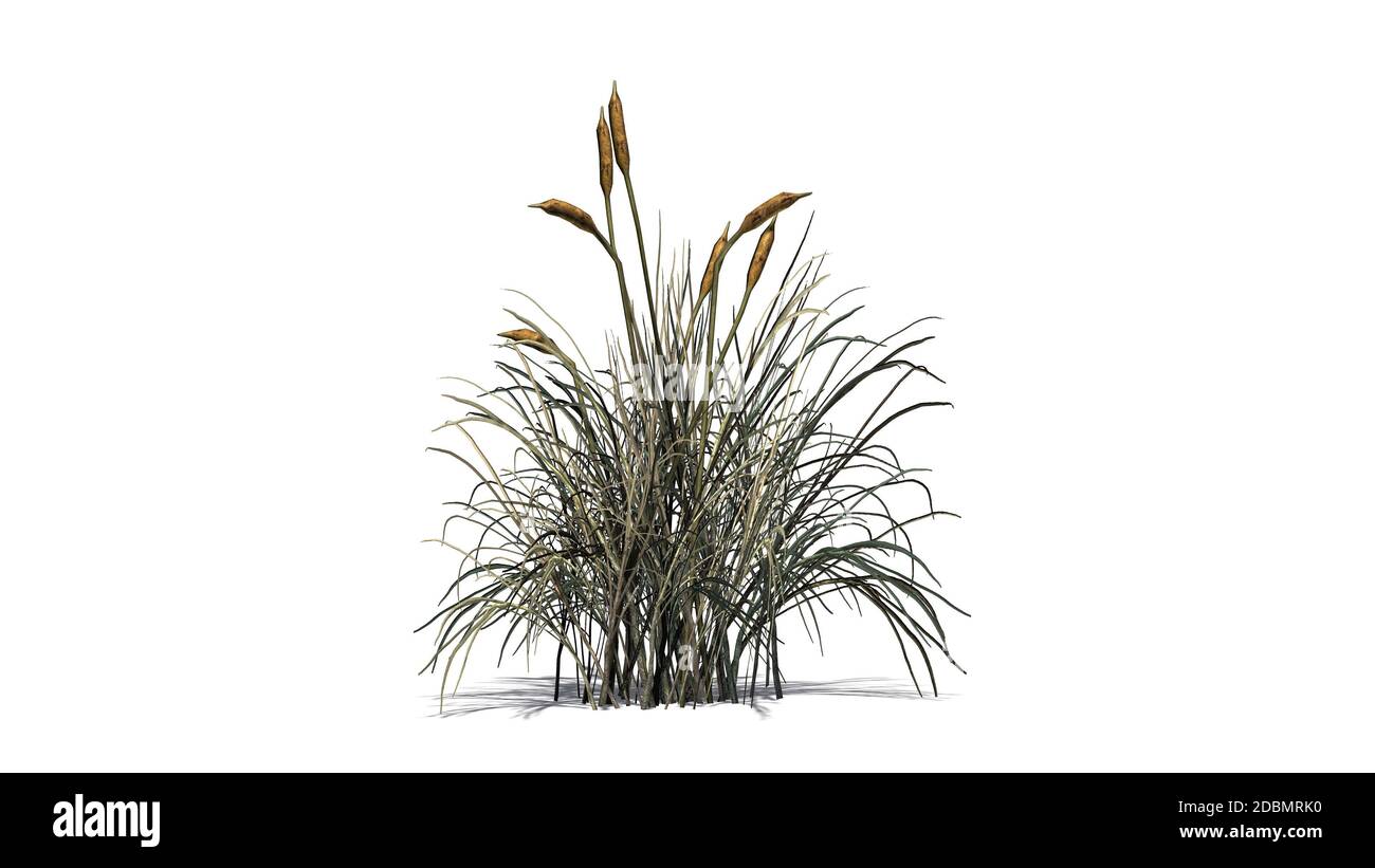 Cattail in autumn - isolated on white background Stock Photo - Alamy