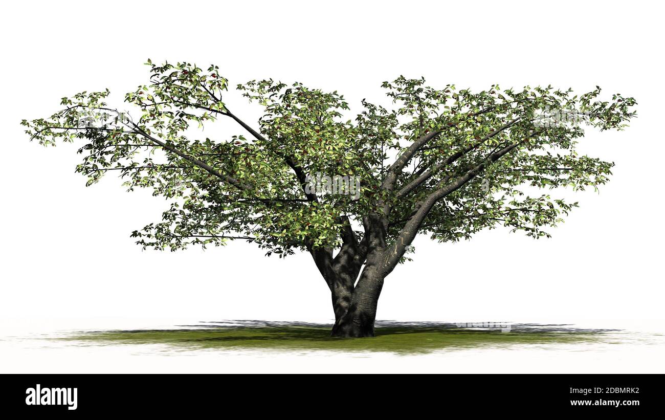 Cherry tree - isolated on white background Stock Photo - Alamy