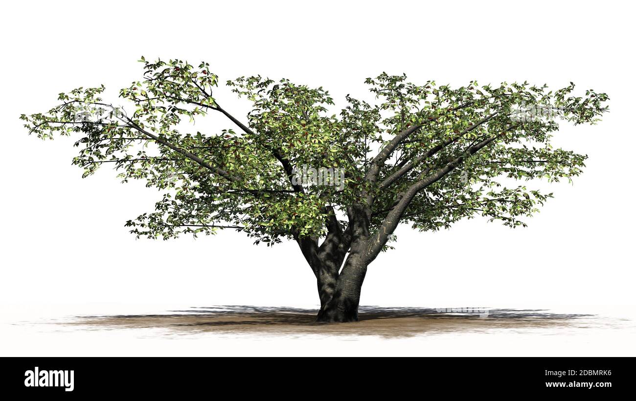 Cherry tree - isolated on white background Stock Photo - Alamy