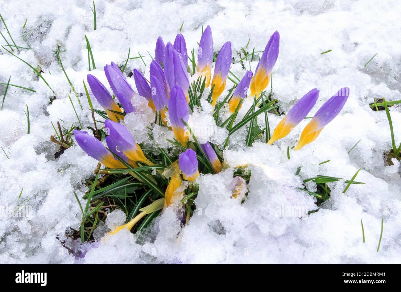 Purple crocuses in the snow hi-res stock photography and images - Alamy