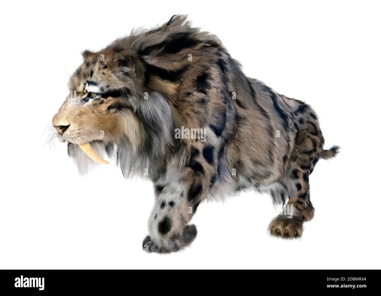 3D rendering of a sabertooth tiger isolated on white background Stock ...