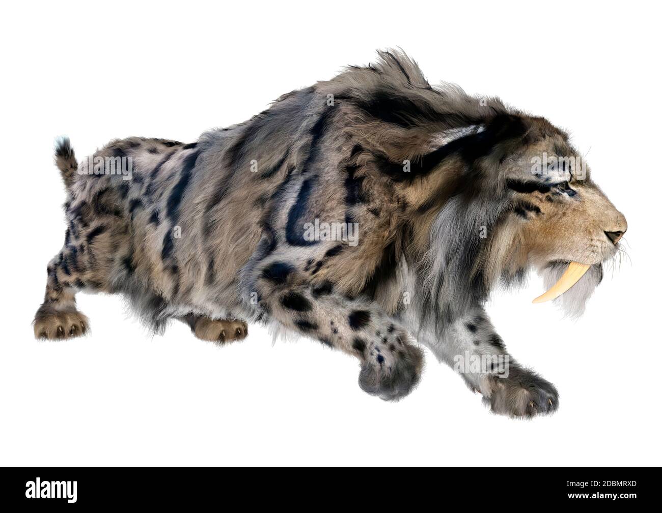 3D rendering of a sabertooth tiger isolated on white background Stock ...