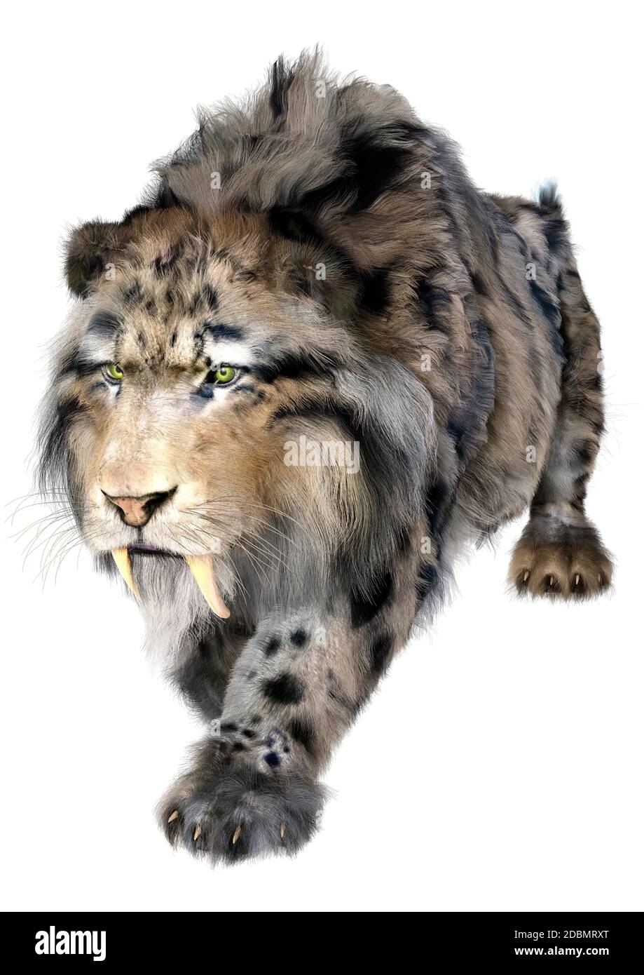 3D rendering of a sabertooth tiger isolated on white background Stock ...