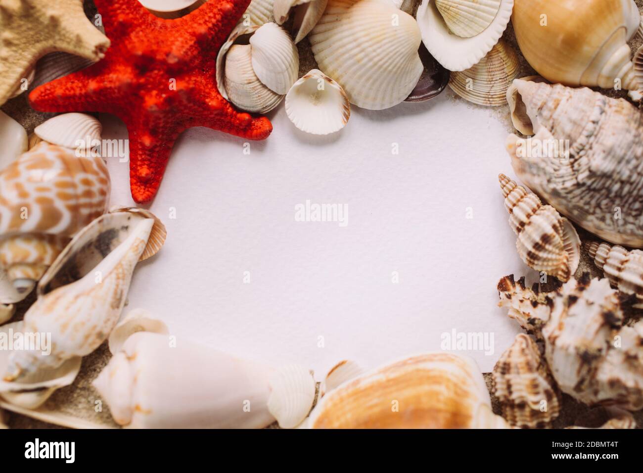 Beautiful seashells and starfish lie on a white background forming a ...