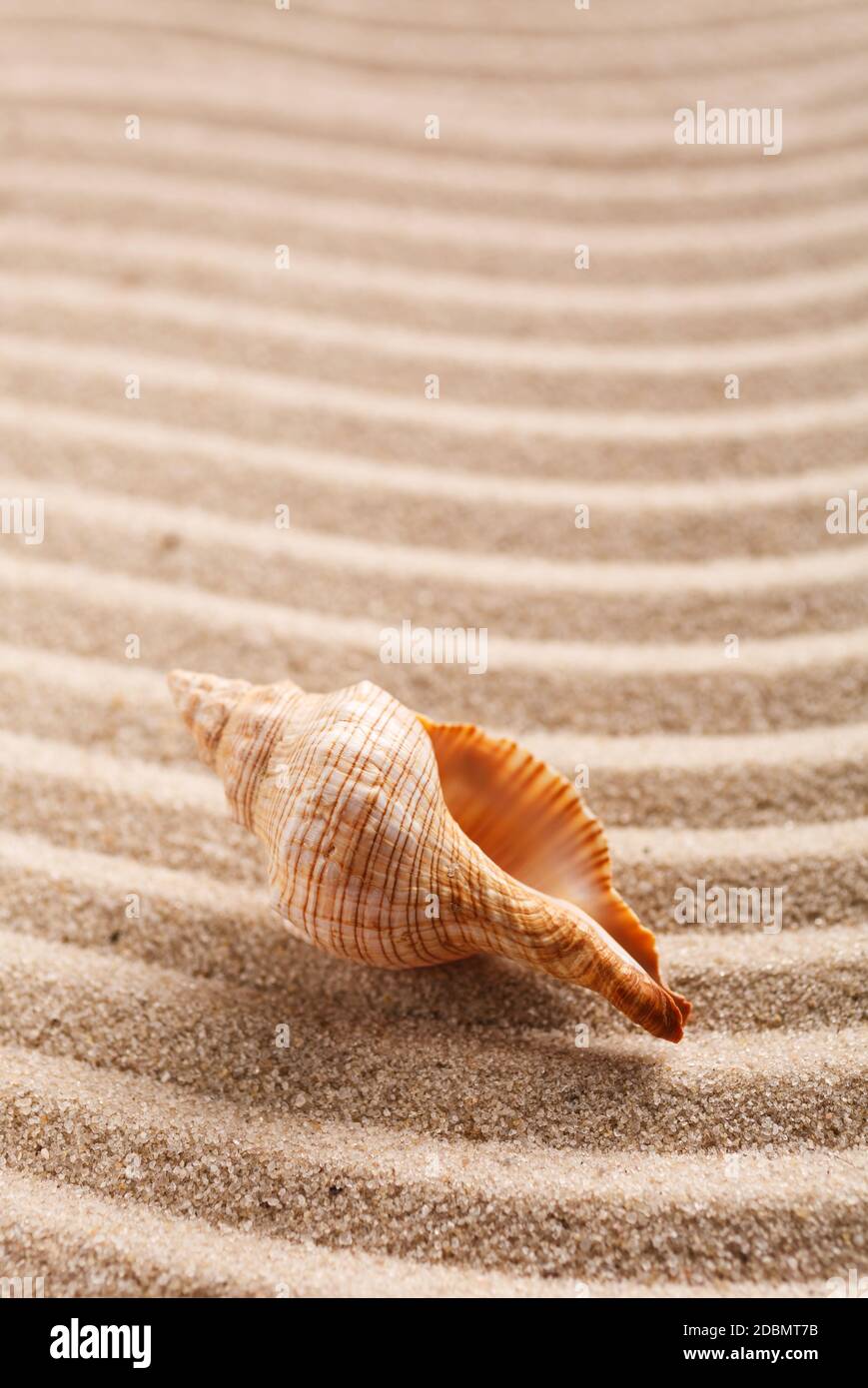 Beach sand and one large seashell. Background of sea beach. Place for ...