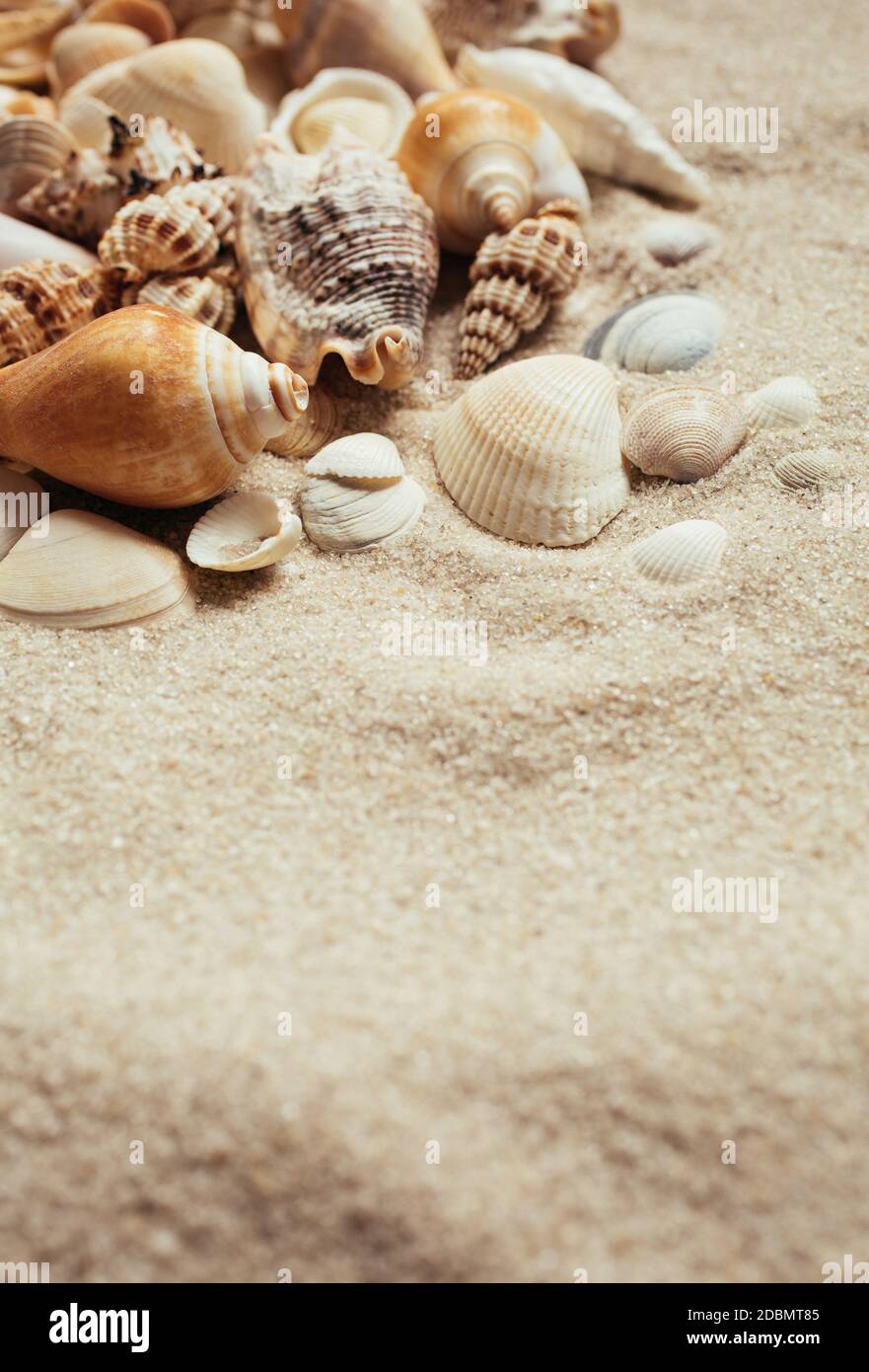 Sea shells of many types and sizes lie in the sand. Marine topics ...