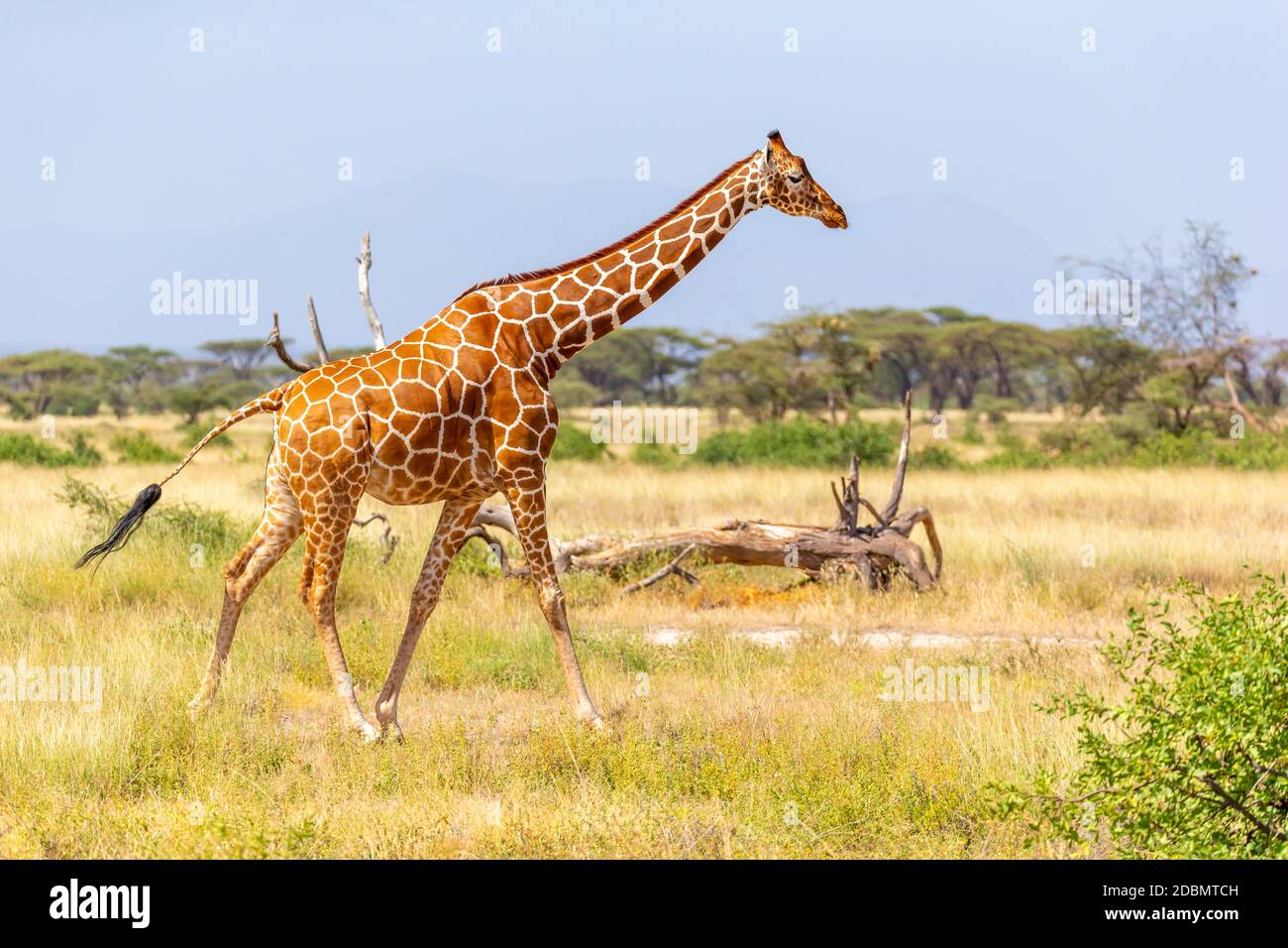 The Somalia giraffe goes over a green lush meadow Stock Photo - Alamy