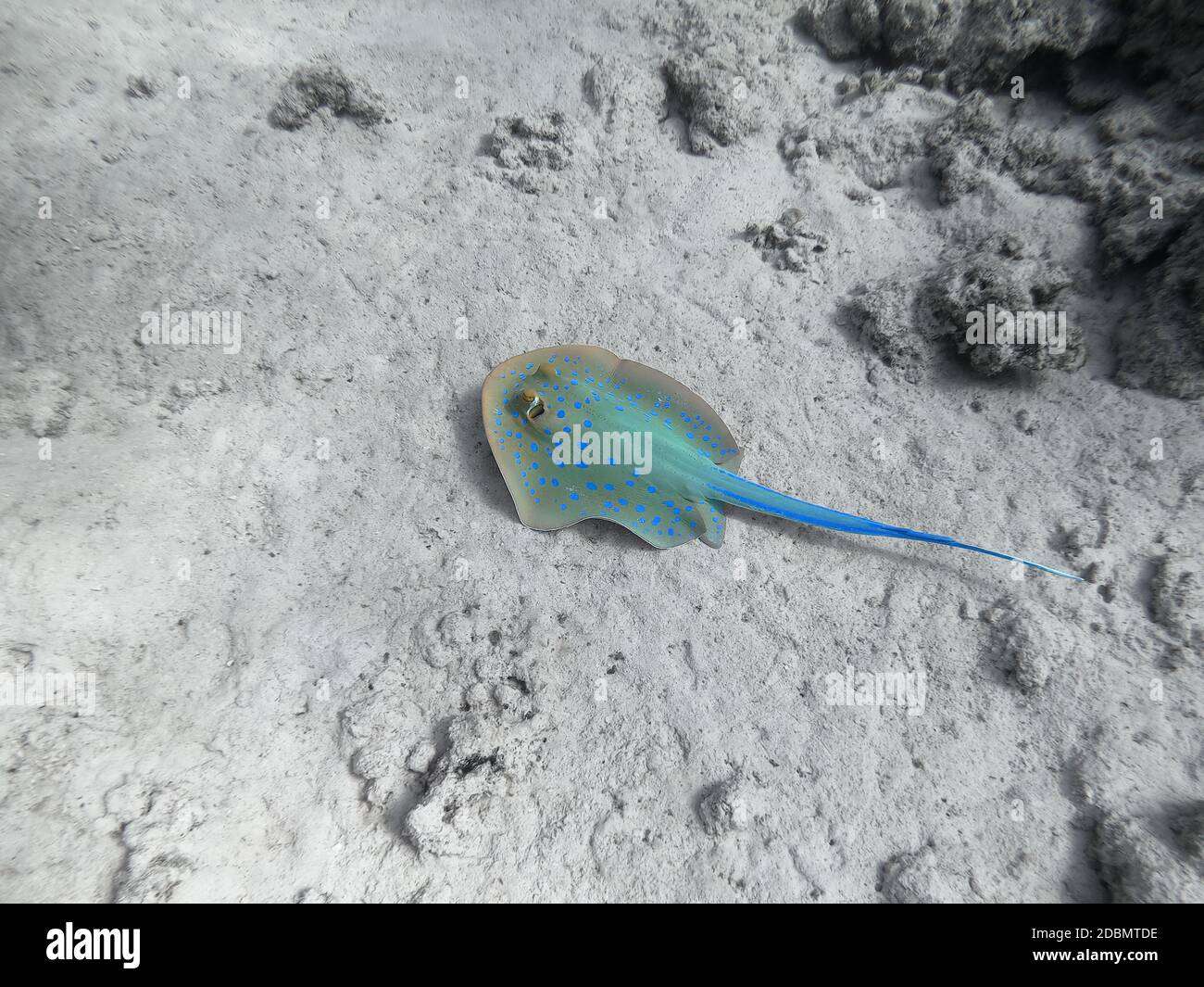 Bluespotted ribbontail ray (Taeniura lymma) species of stingray in the ...