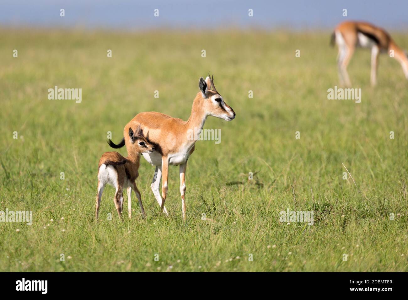 The Thomson gazelles in the middle of a grassy landscape in the Kenyan ...