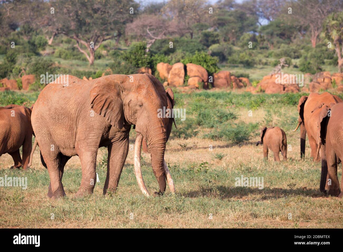 The large family of red elephants on their way through the Kenyan ...