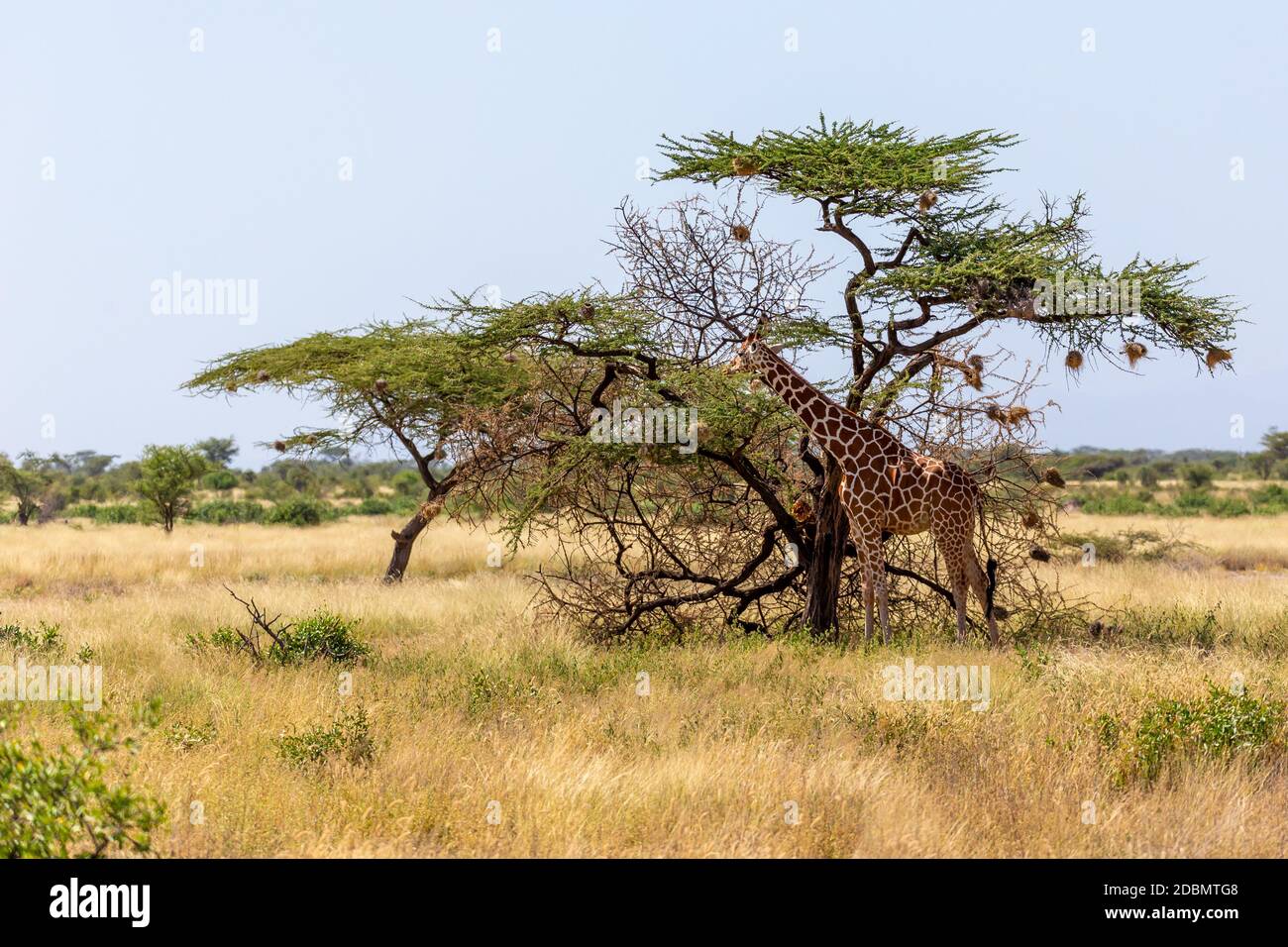 The Somalia giraffes eat the leaves of acacia trees Stock Photo - Alamy