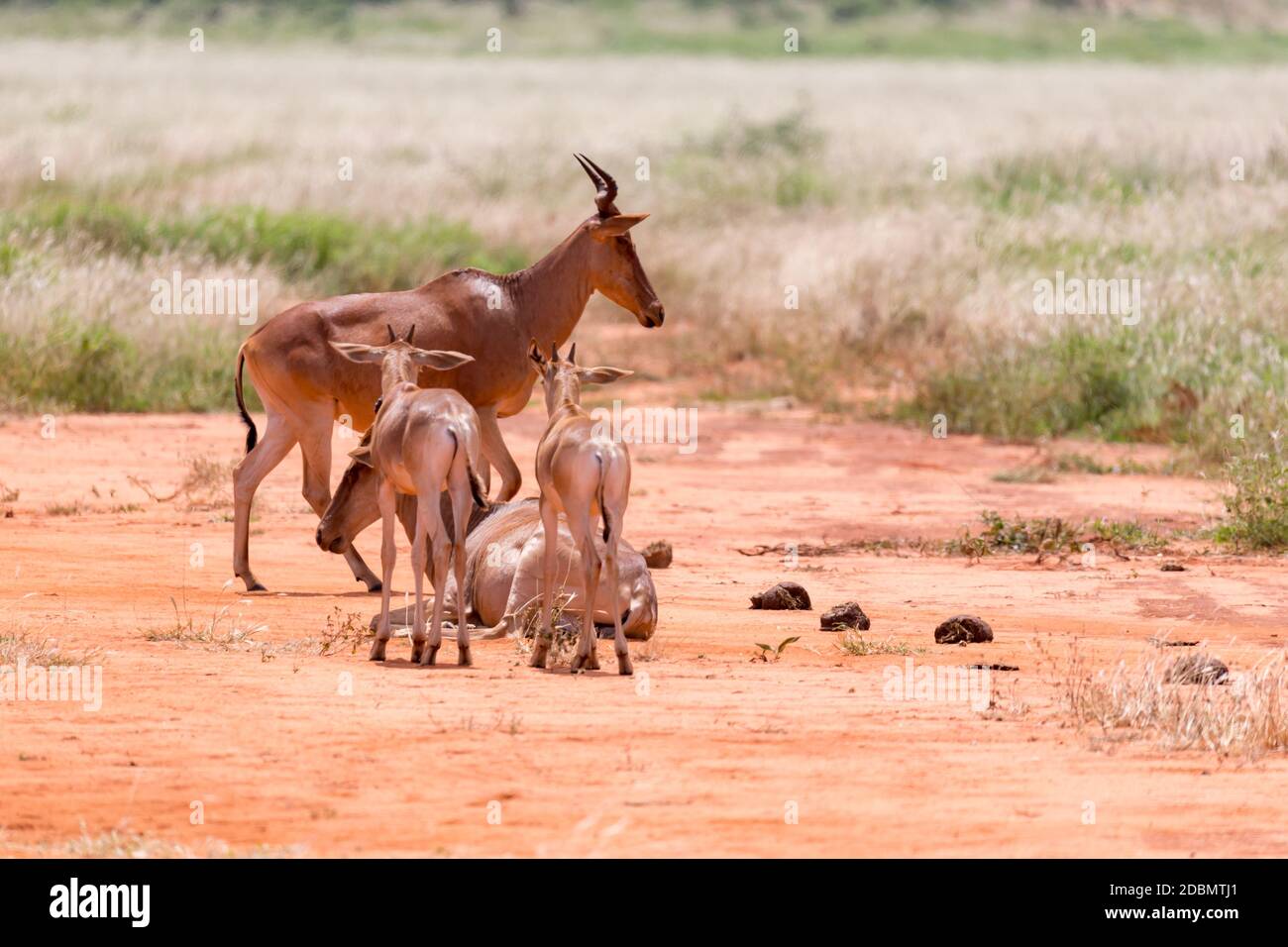 The family of Topi antelopes in the Kenyan savannah Stock Photo - Alamy