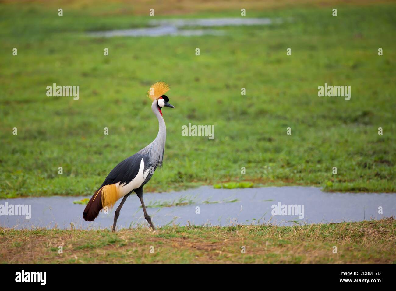 Bird is walking in the swamp in Kenya Stock Photo - Alamy