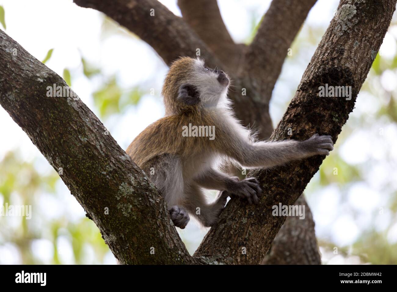 One little monkey is playing on the branch of a tree Stock Photo - Alamy