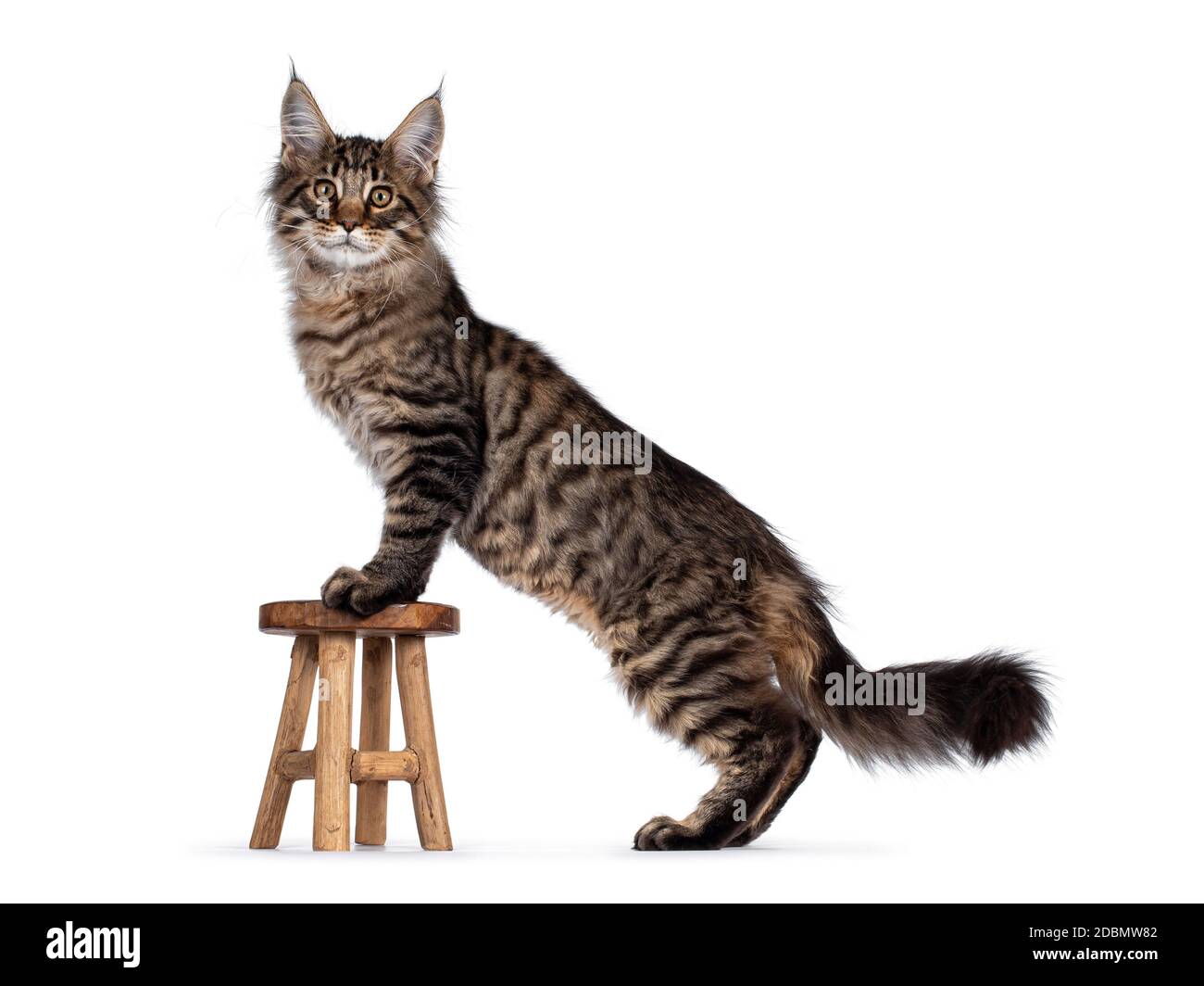 Cute brown tabby Maine Coon cat kitten, standing with front paws on ...
