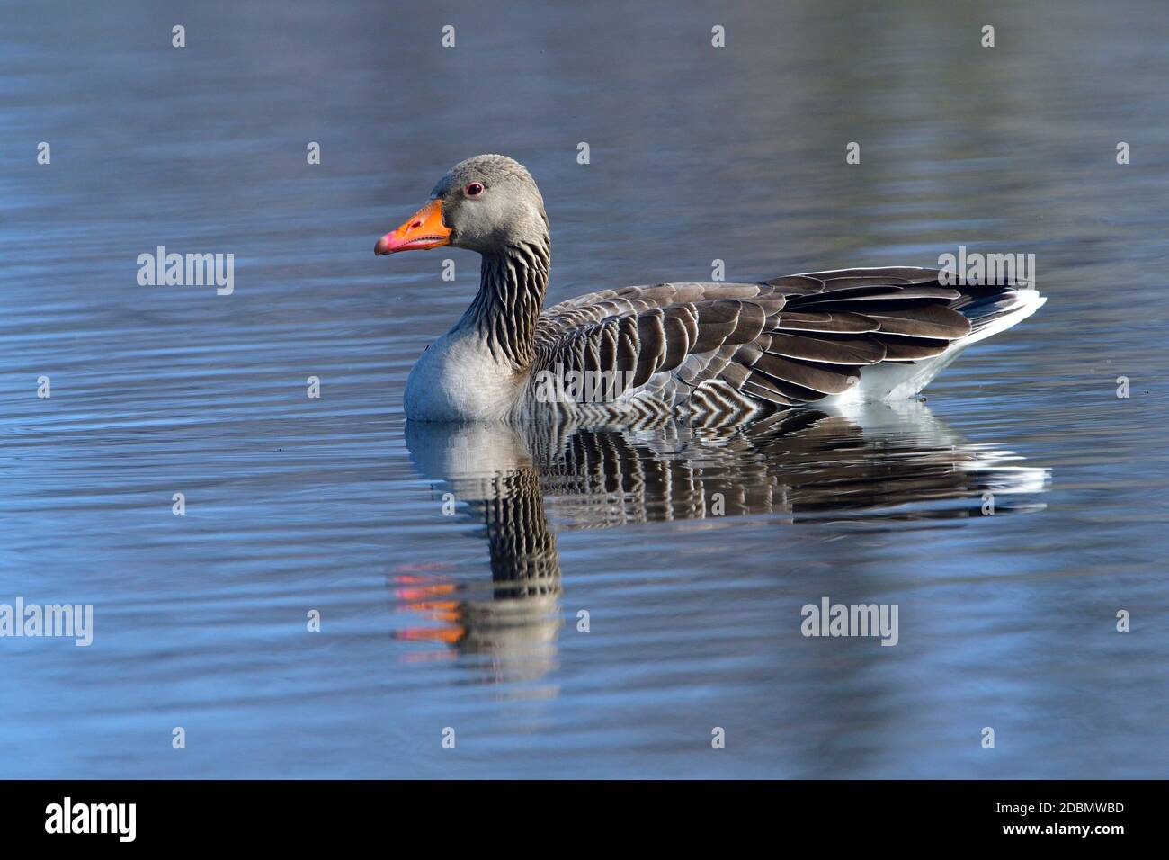 Brine spring hi-res stock photography and images - Alamy