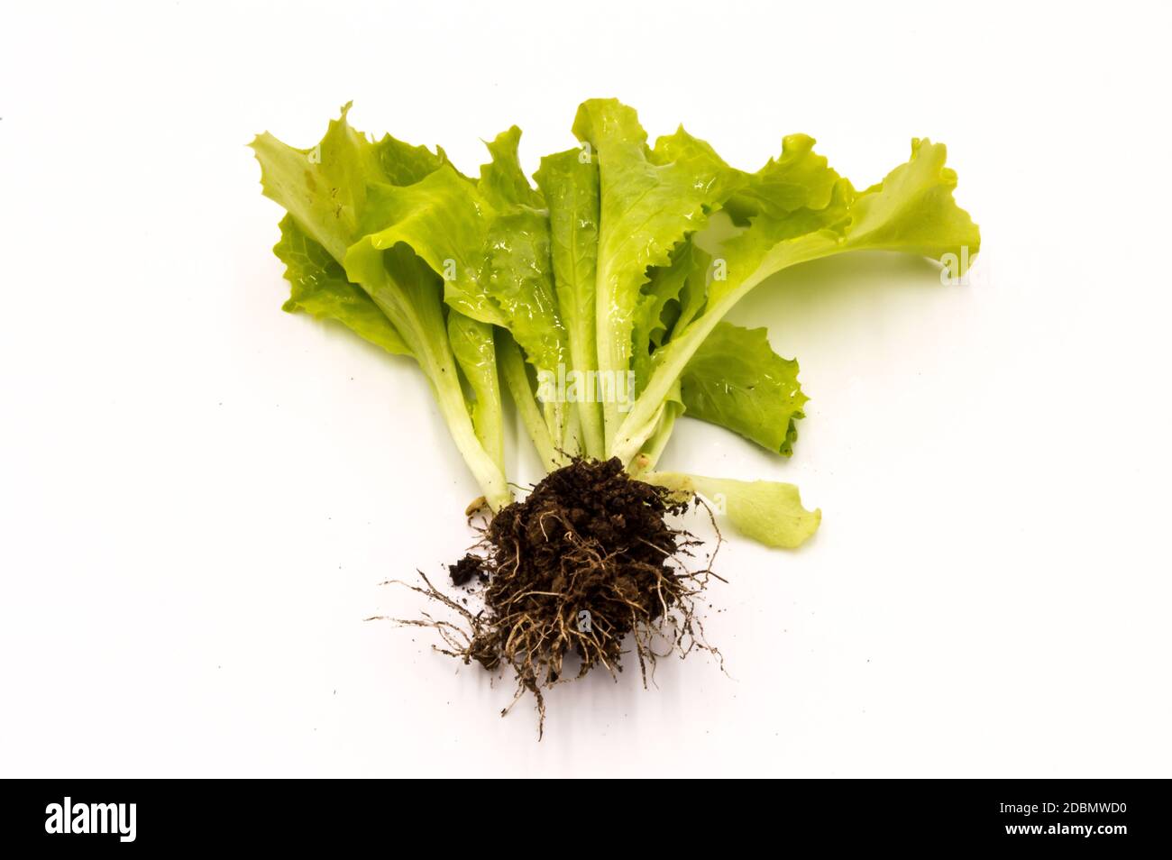 Shots of fresh lettuce with roots, lettuce isolated on white background ...