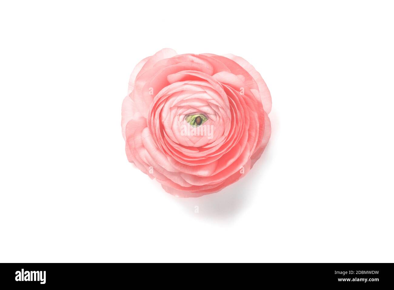 Pastel pink ranunculus Cut Out Stock Images & Pictures - Alamy
