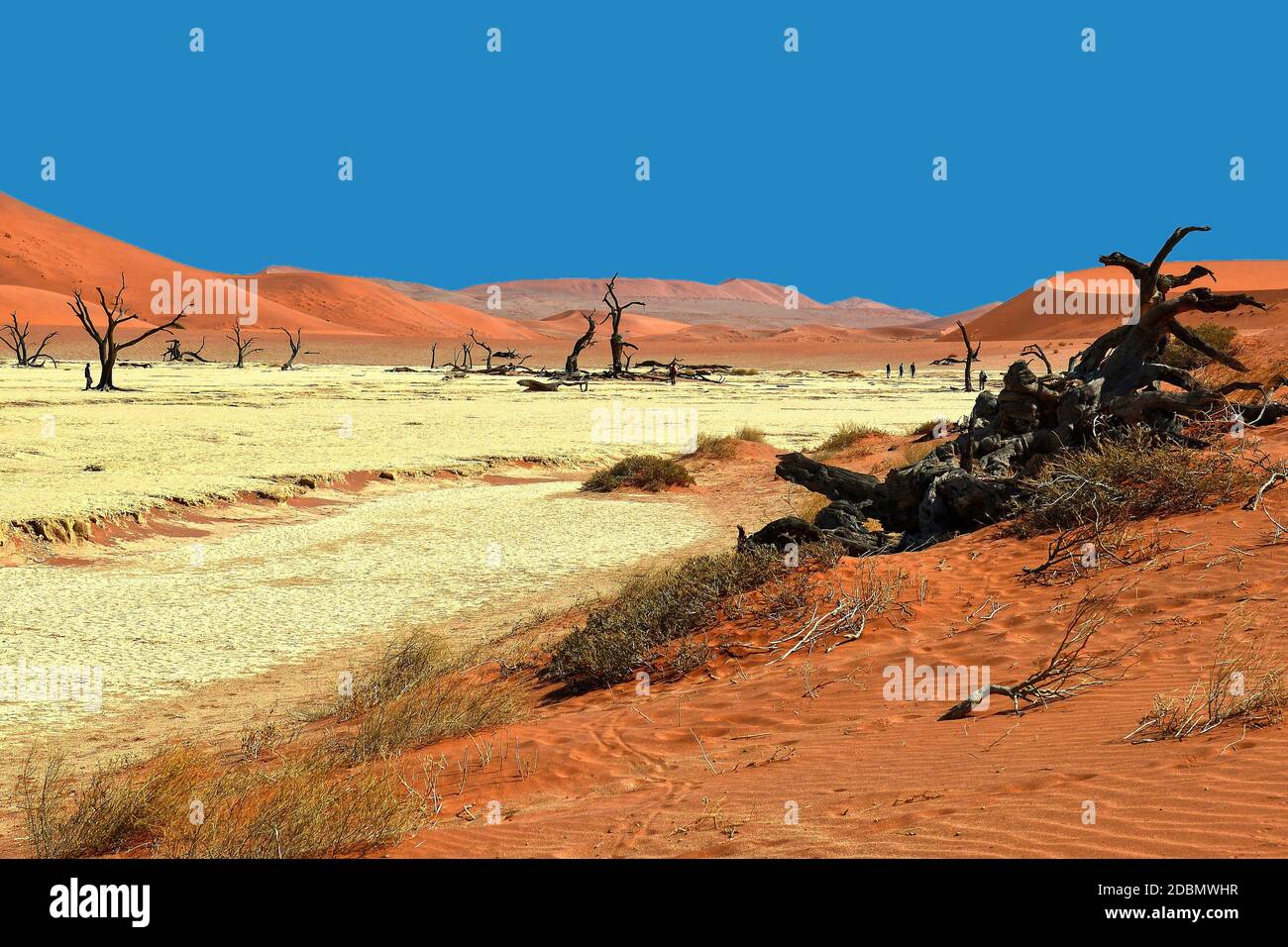 Dead trees in dry clay pan hi-res stock photography and images - Alamy