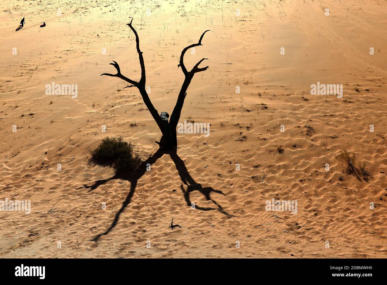 Skeleton trees in namibia hi-res stock photography and images - Alamy