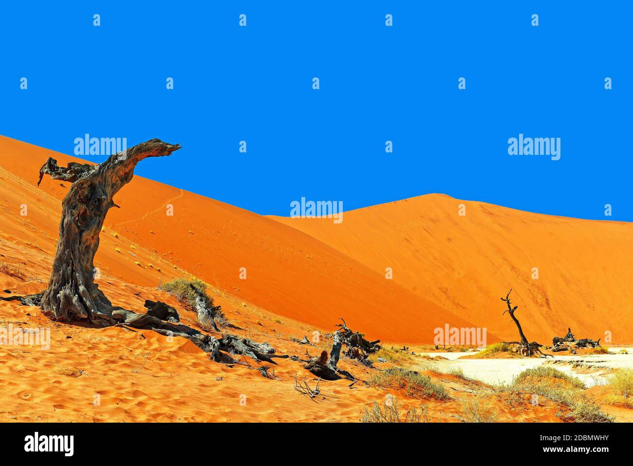 Dead trees in dry clay pan hi-res stock photography and images - Alamy
