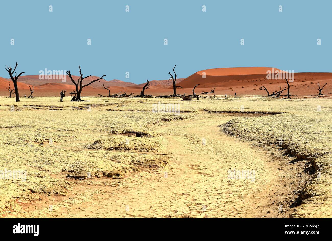 Skeleton trees in namibia hi-res stock photography and images - Alamy