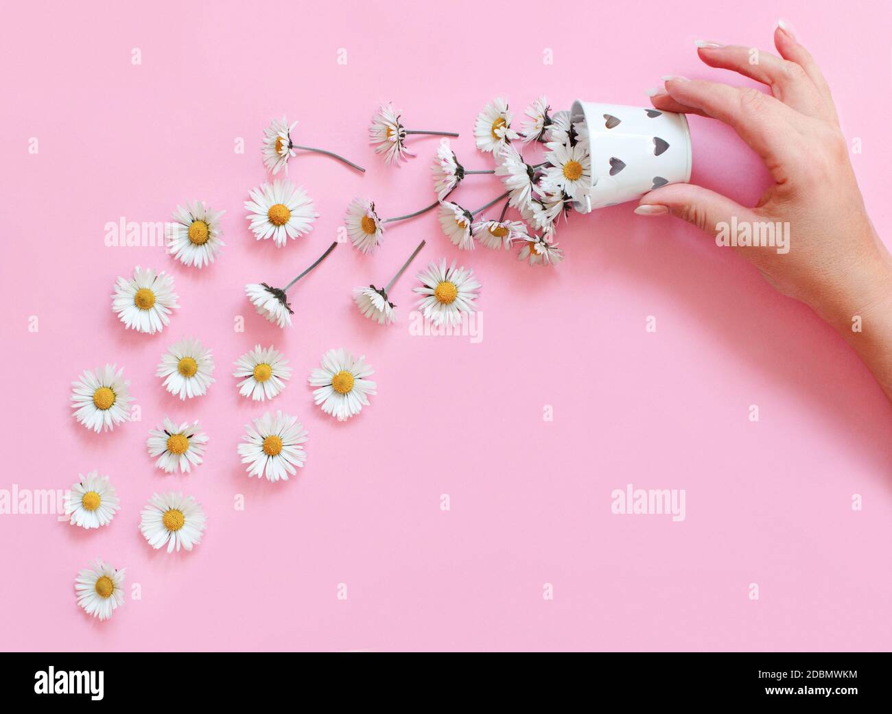 Hand keeps bucket with white daisies falling down on a light pink ...